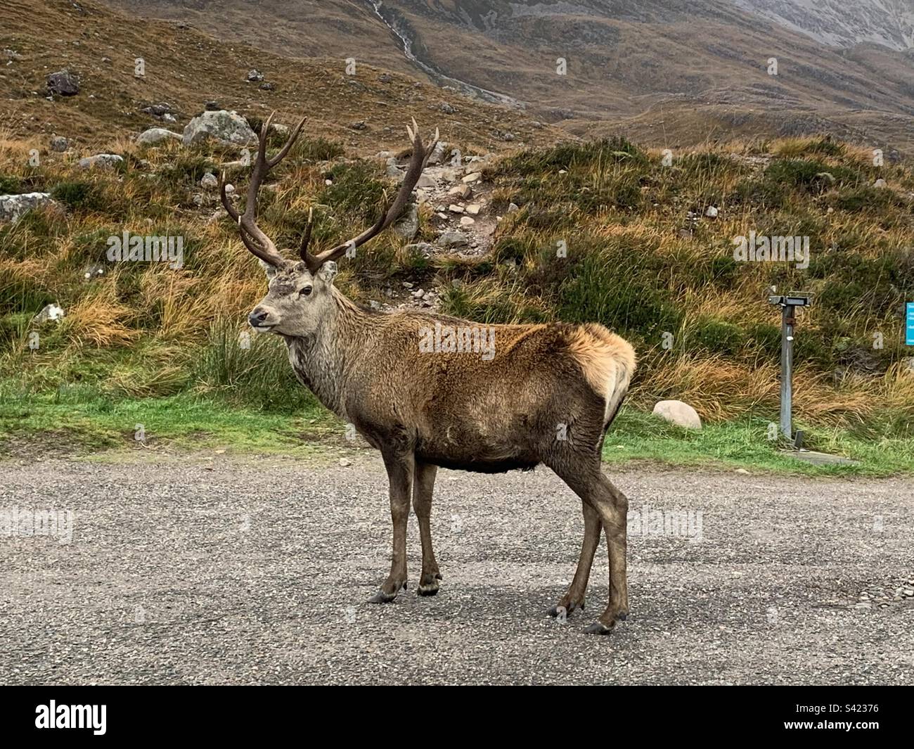 Red Deer Stag, Torridon West Coast Of Scotland Stock Photo - Alamy