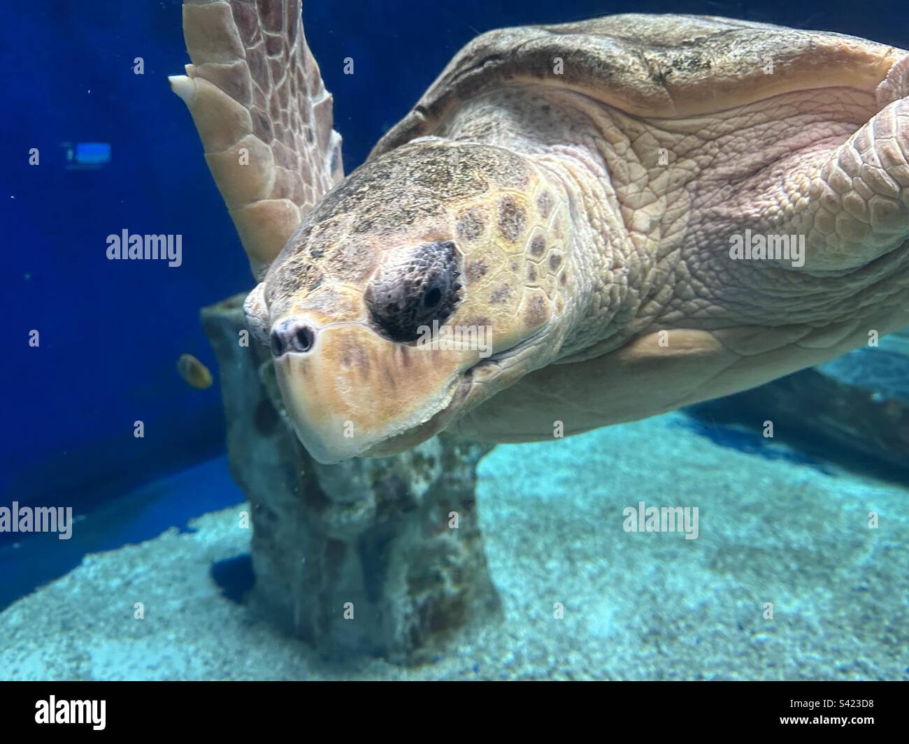 Three quarter profile hi-res stock photography and images - Alamy