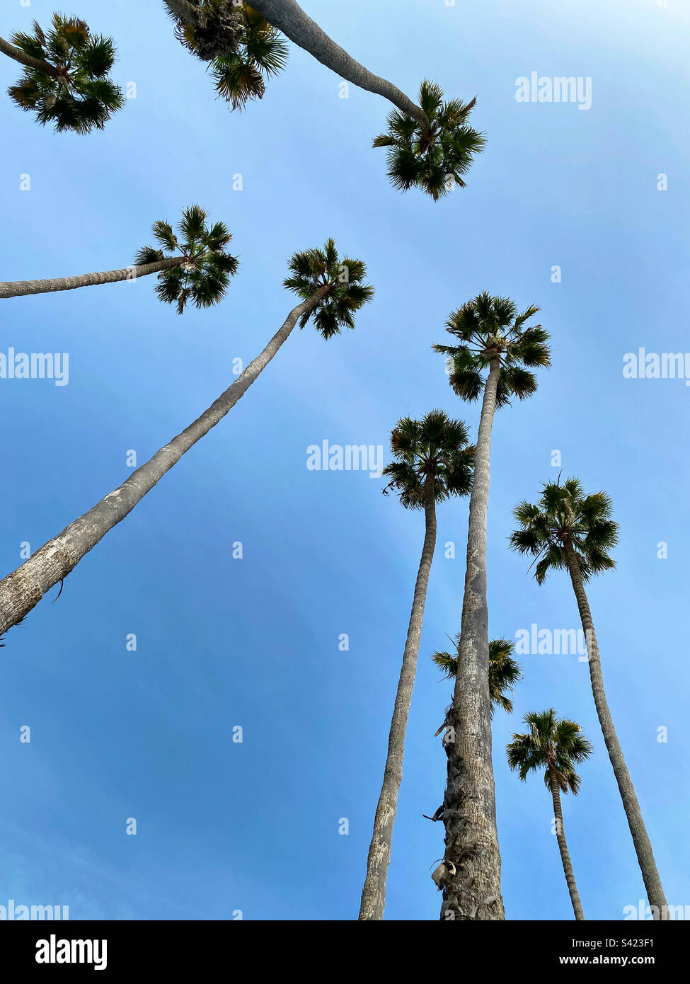 Palm trees overhead Stock Photo - Alamy