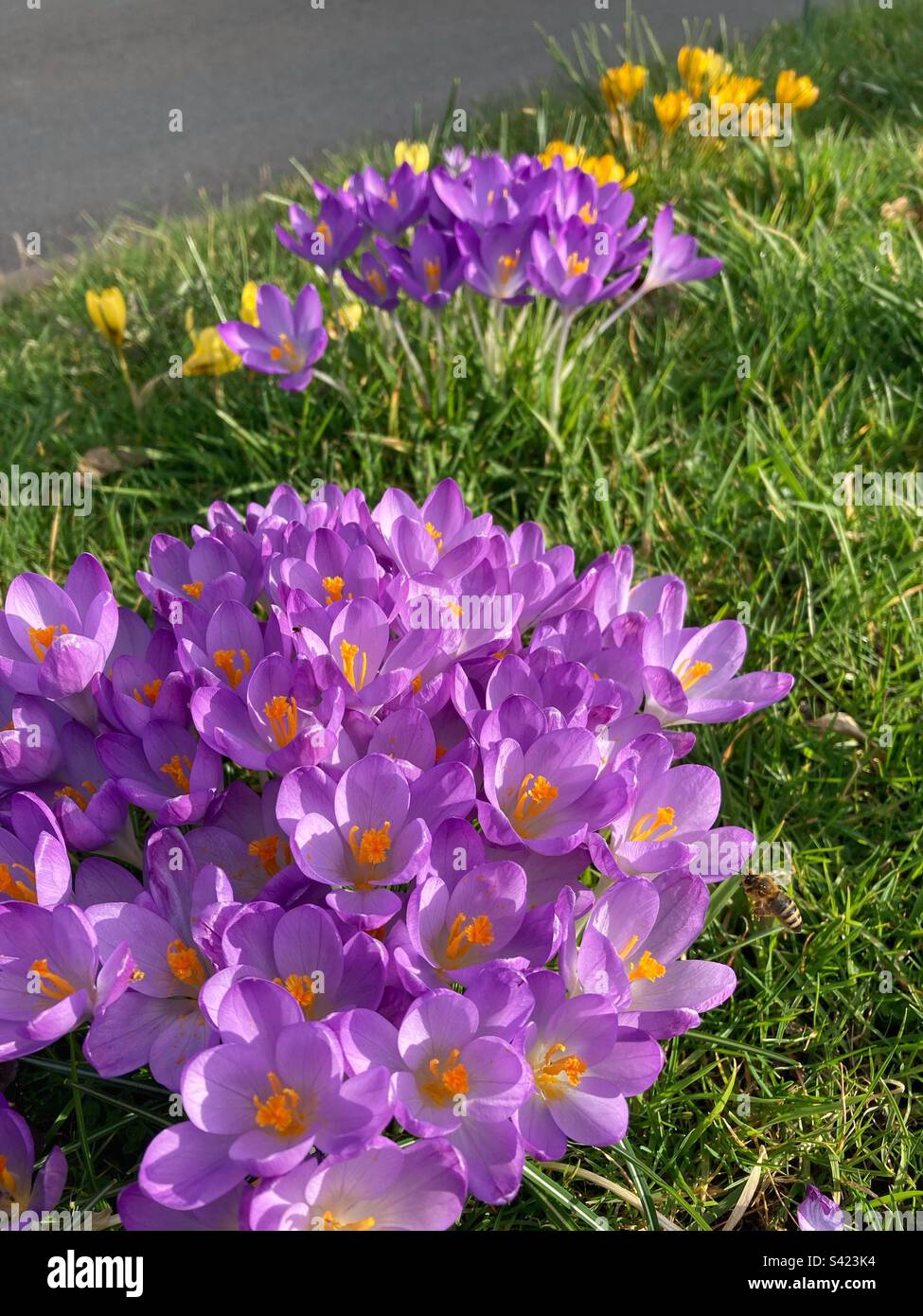 Colourful crocuses hi-res stock photography and images - Alamy