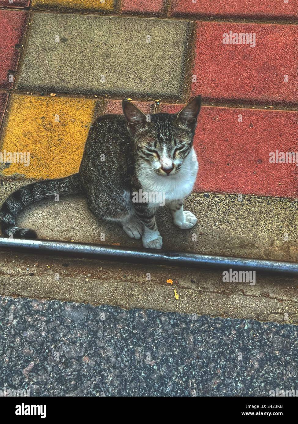 Cat guarding hi-res stock photography and images - Alamy