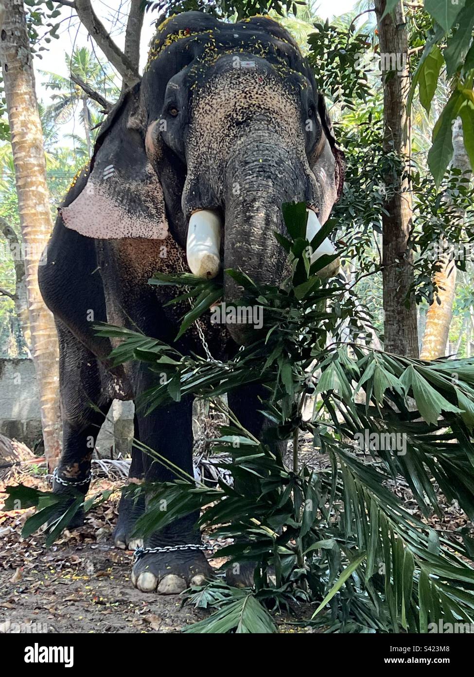 Elephant at temple hi-res stock photography and images - Alamy