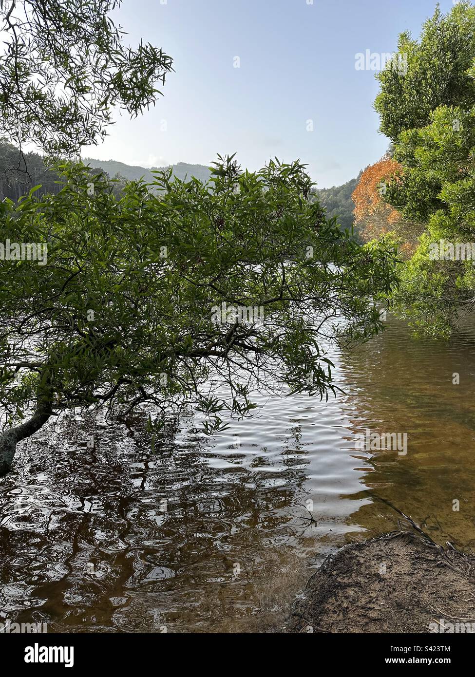 Mula hi-res stock photography and images - Alamy