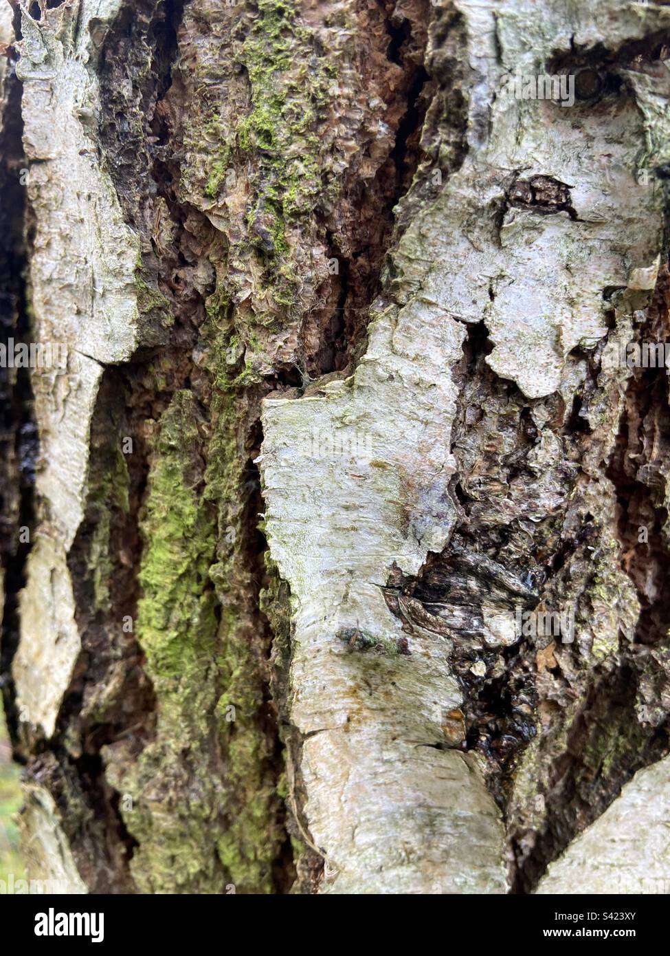 Close-up of silver birch tree trunk bark Stock Photo - Alamy