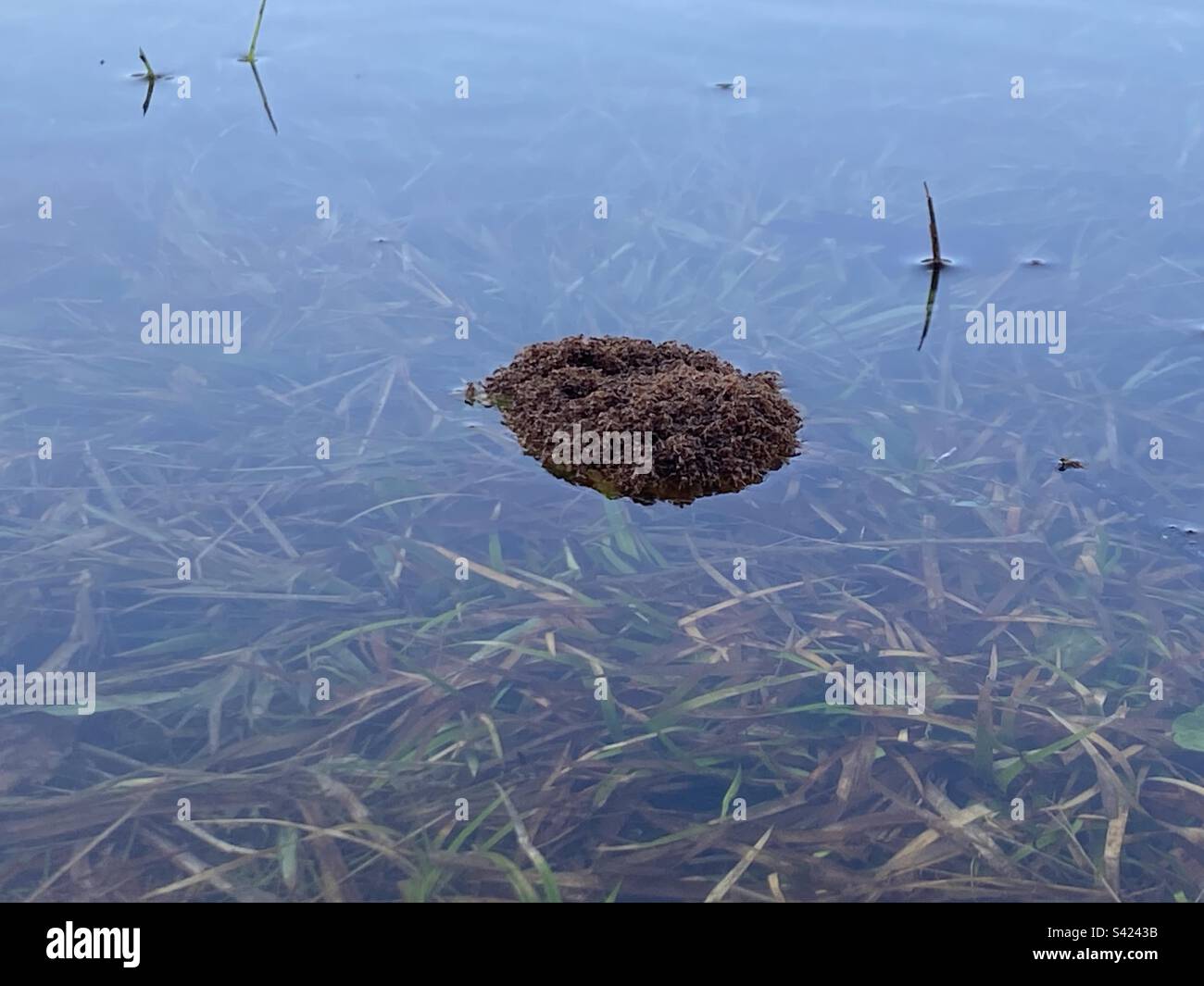 Floating ant hill hi-res stock photography and images - Alamy