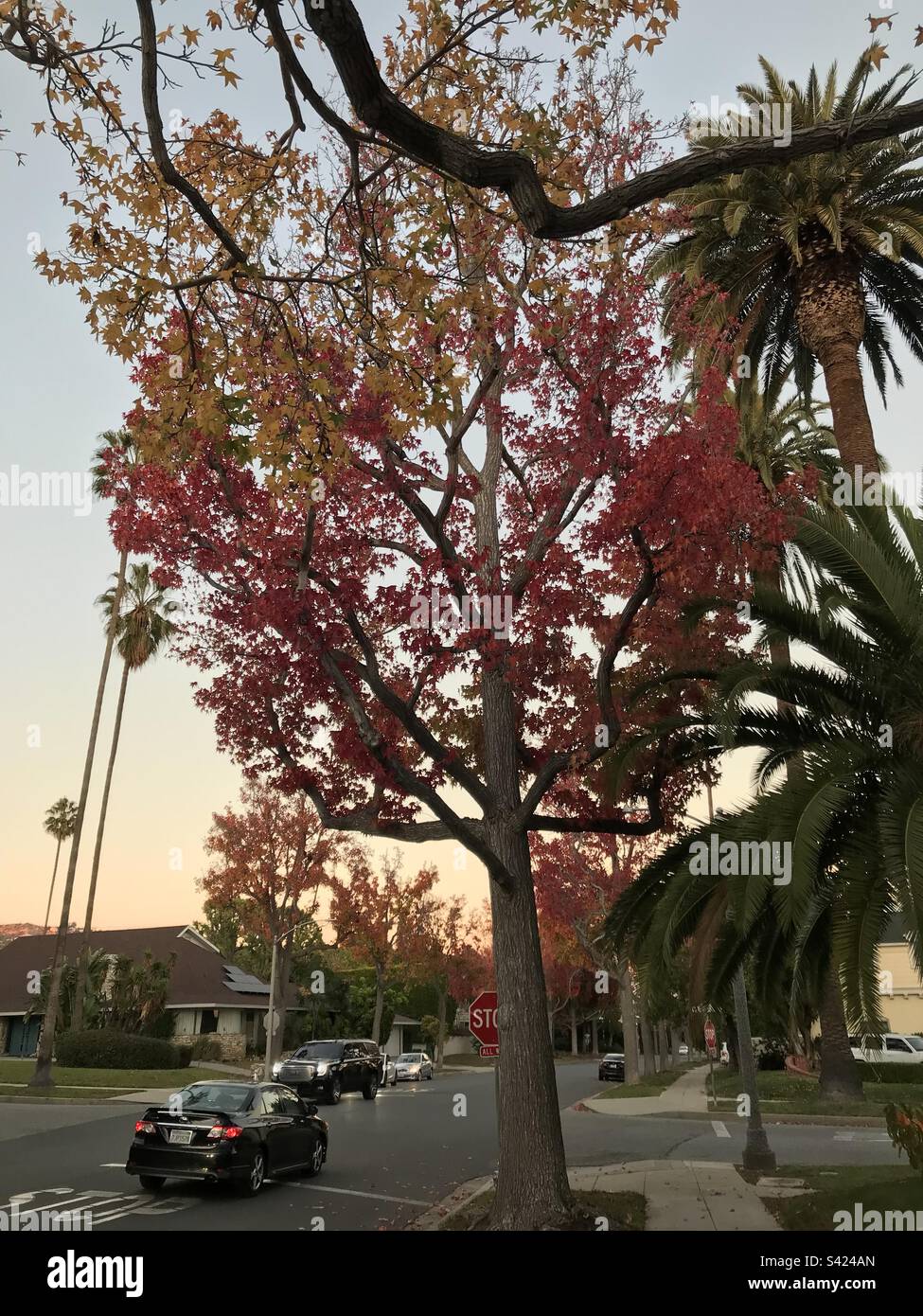 Maples and palms on an autumn evening in Beverly Hills, California ...