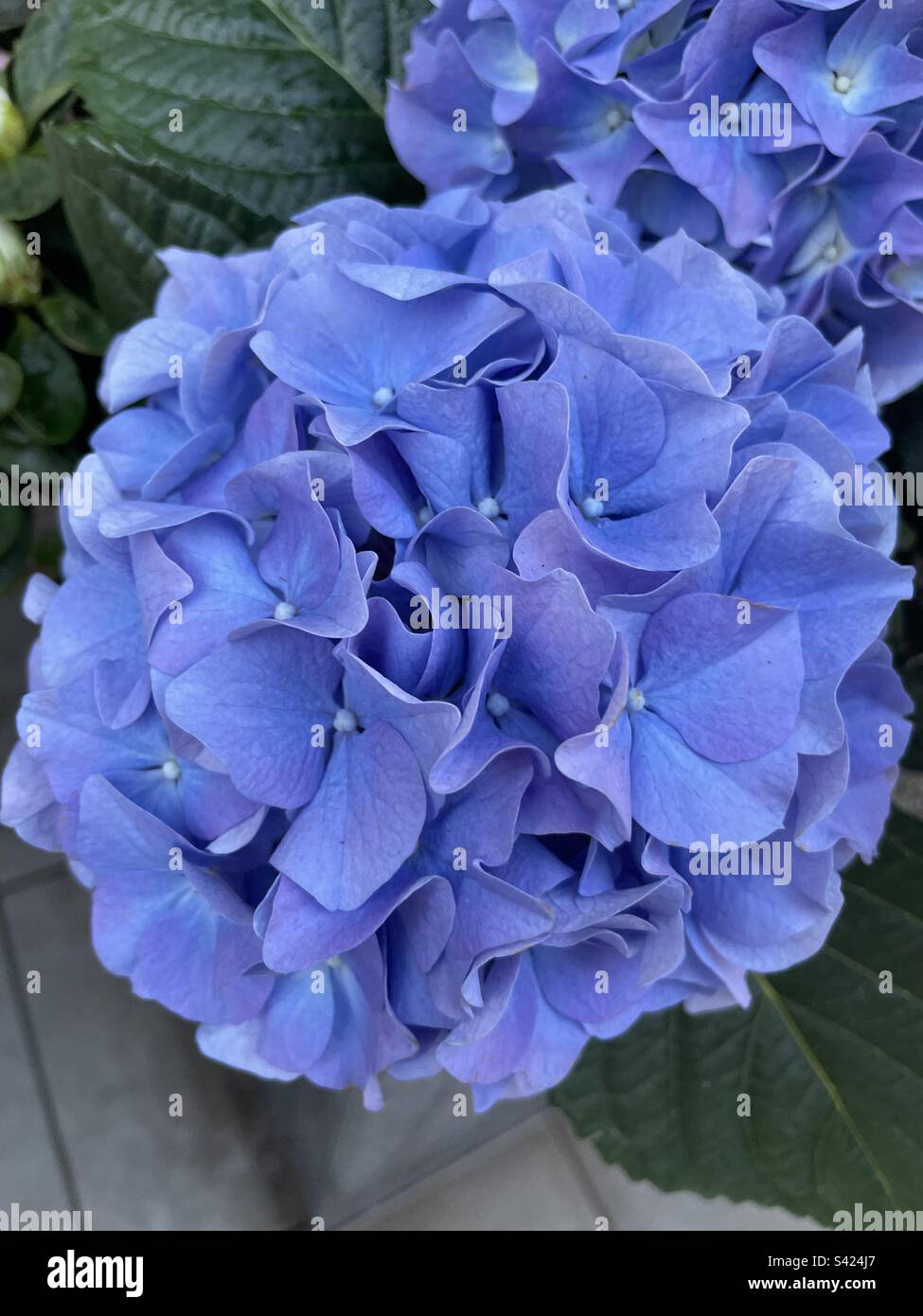 Hydrangea macrophylla 'Early Blue' flower Stock Photo - Alamy
