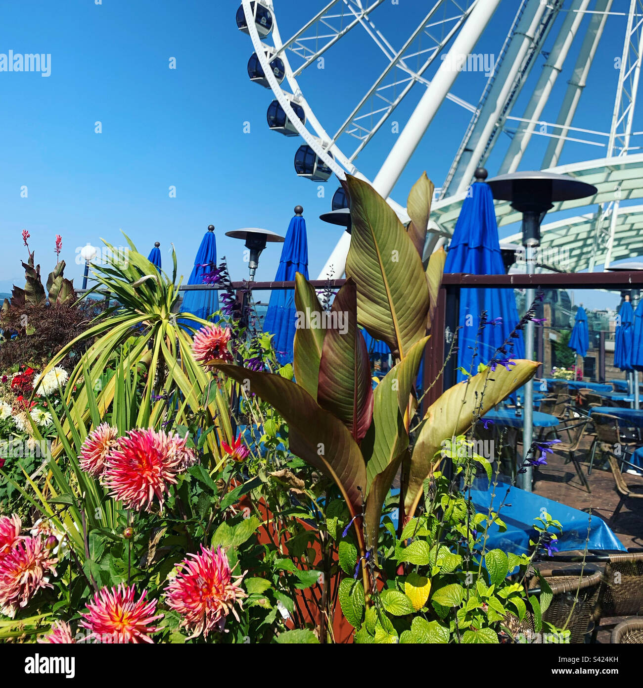 August, 2022, Flowers on Pier 57, Seattle Great Wheel in the background ...