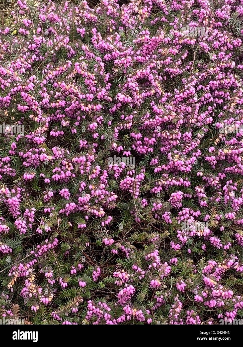 Heather pink hi-res stock photography and images - Alamy