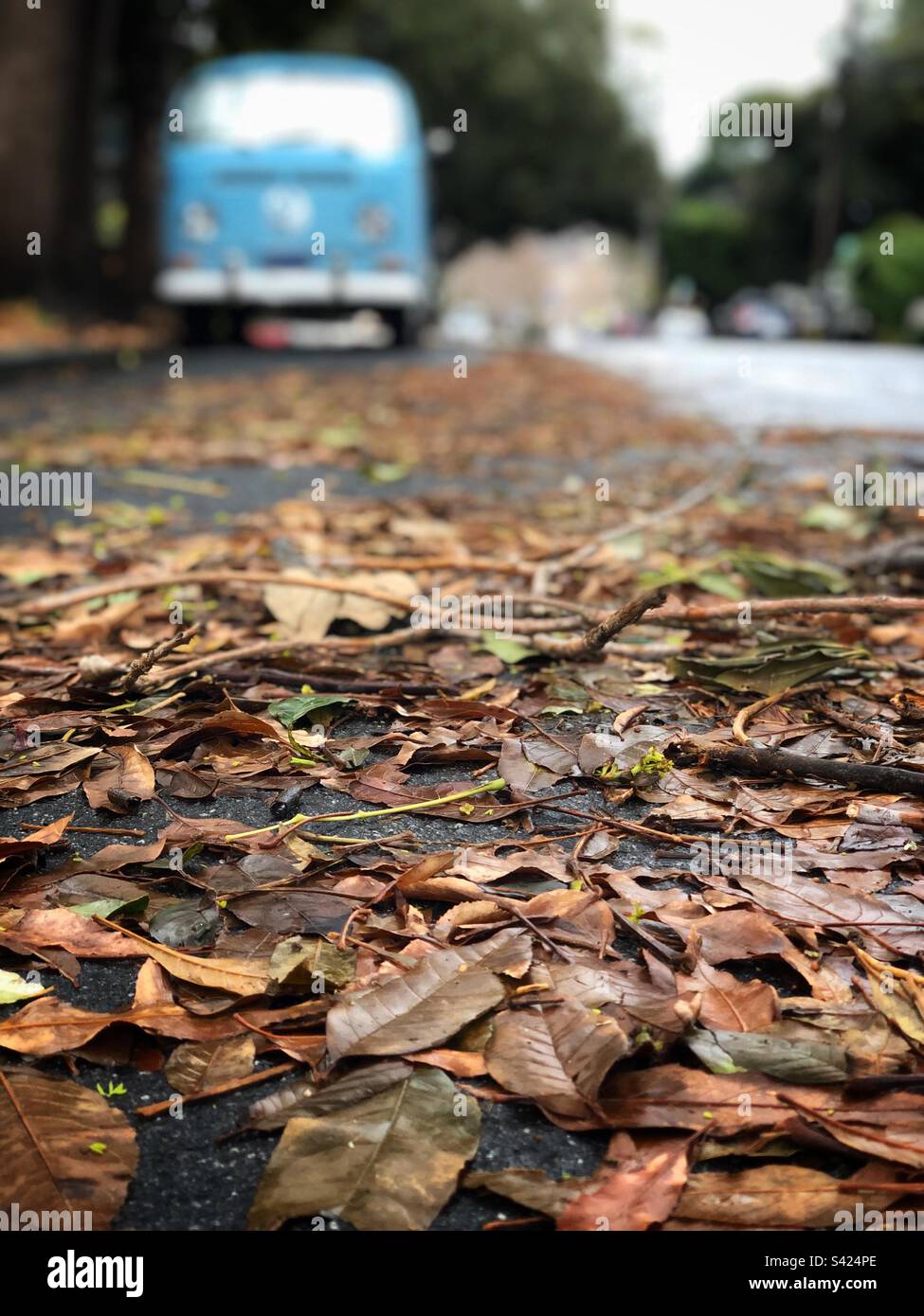 Autumn leaves after a wet night on the street in front of a vintage ...