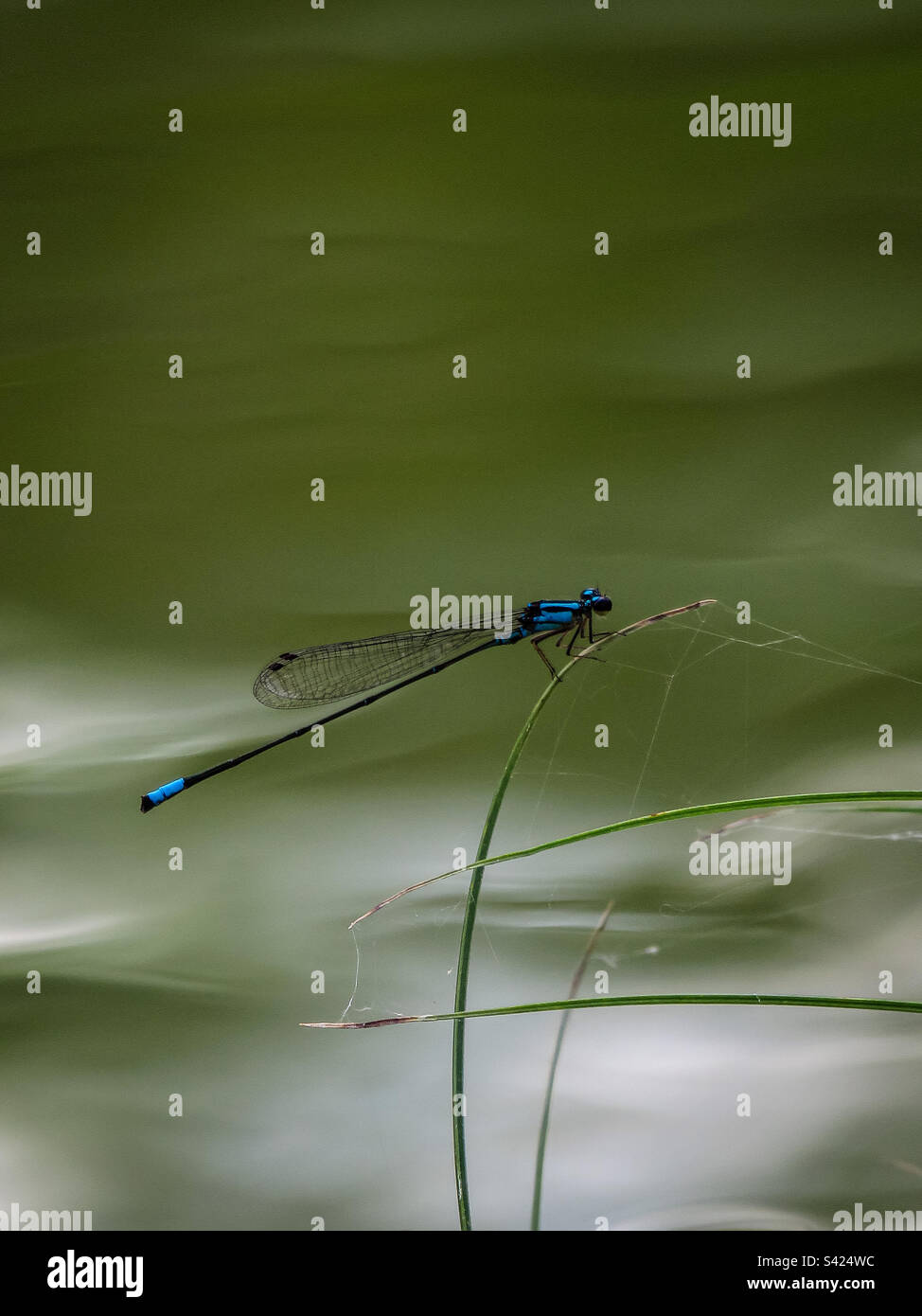 Libelula azul hi-res stock photography and images - Alamy