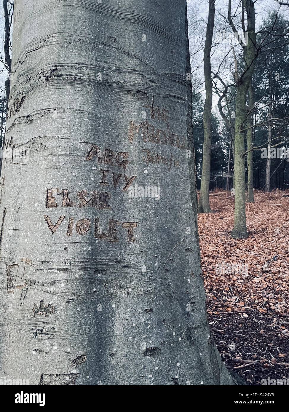 Names etched on a tree trunk Stock Photo - Alamy