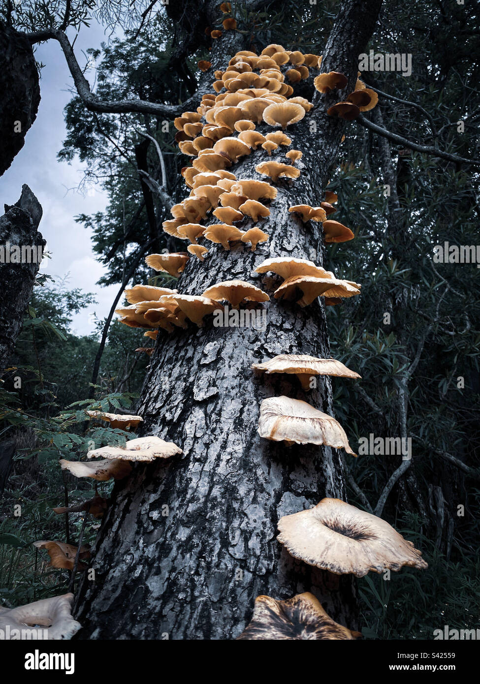 Plenty of trees hi-res stock photography and images - Alamy