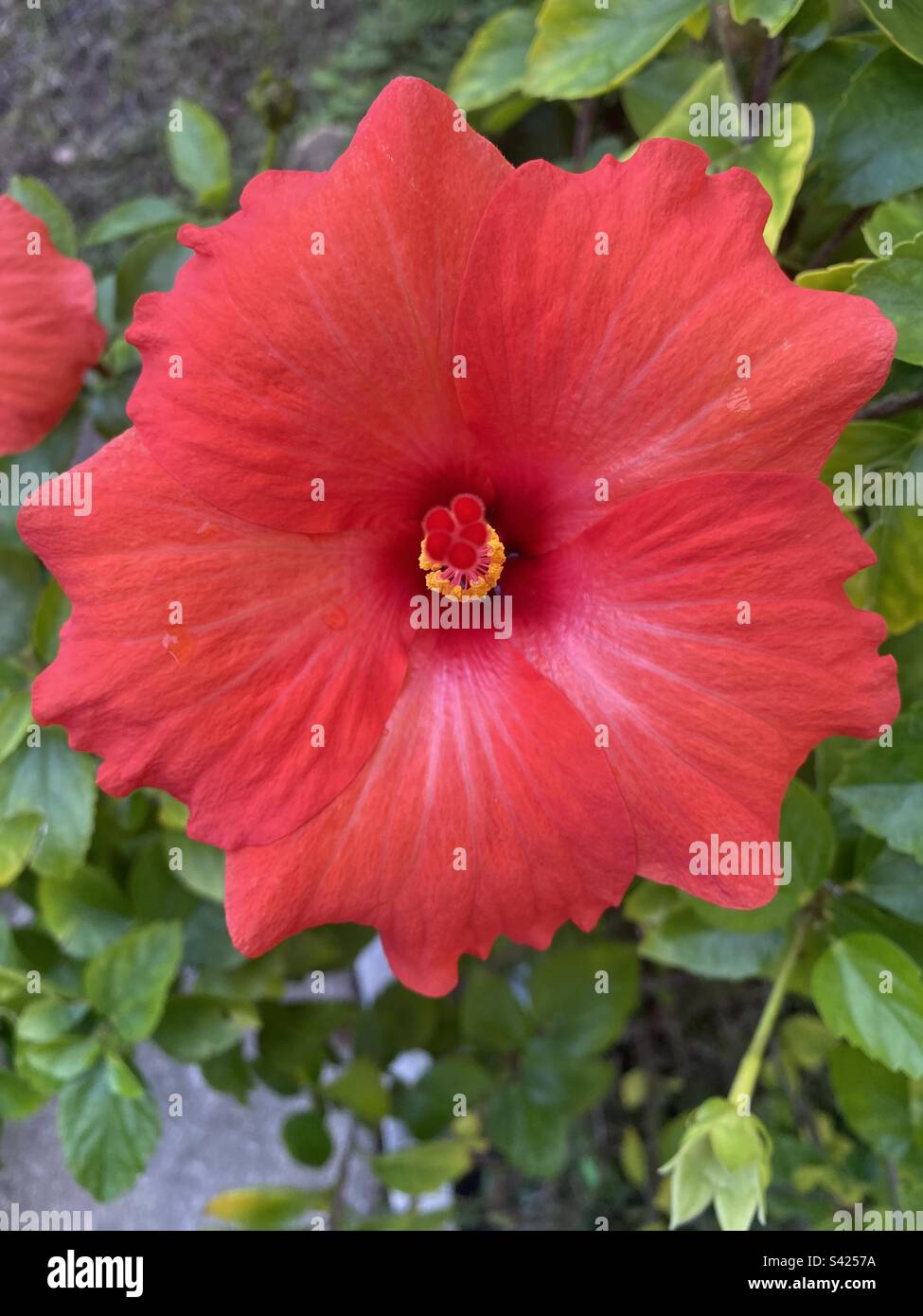 Hibiscus red hibiscus hi-res stock photography and images - Alamy