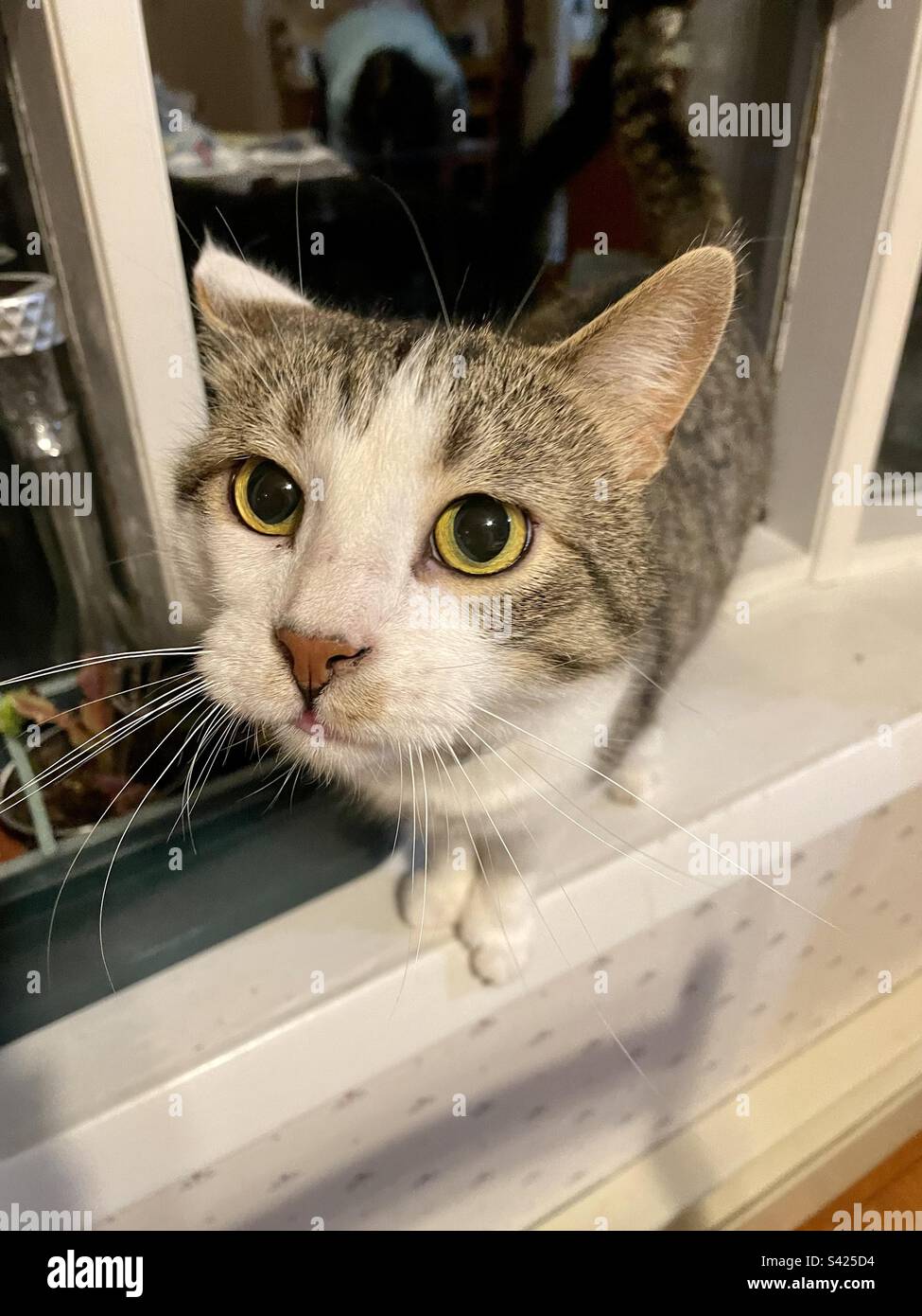 Poised on window ledge hi-res stock photography and images - Alamy