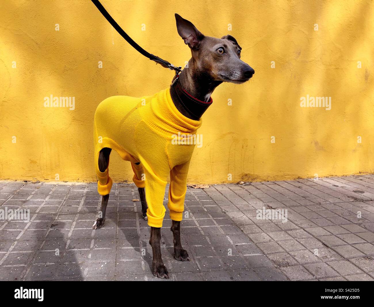 Cute Italian greyhound standing by a yellow wall while wearing her ...