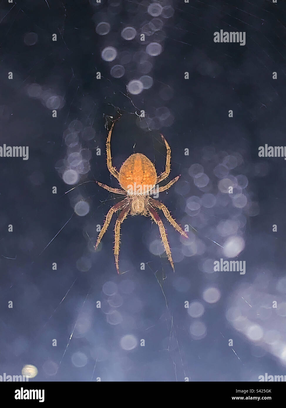 Spider ready for night life Stock Photo - Alamy
