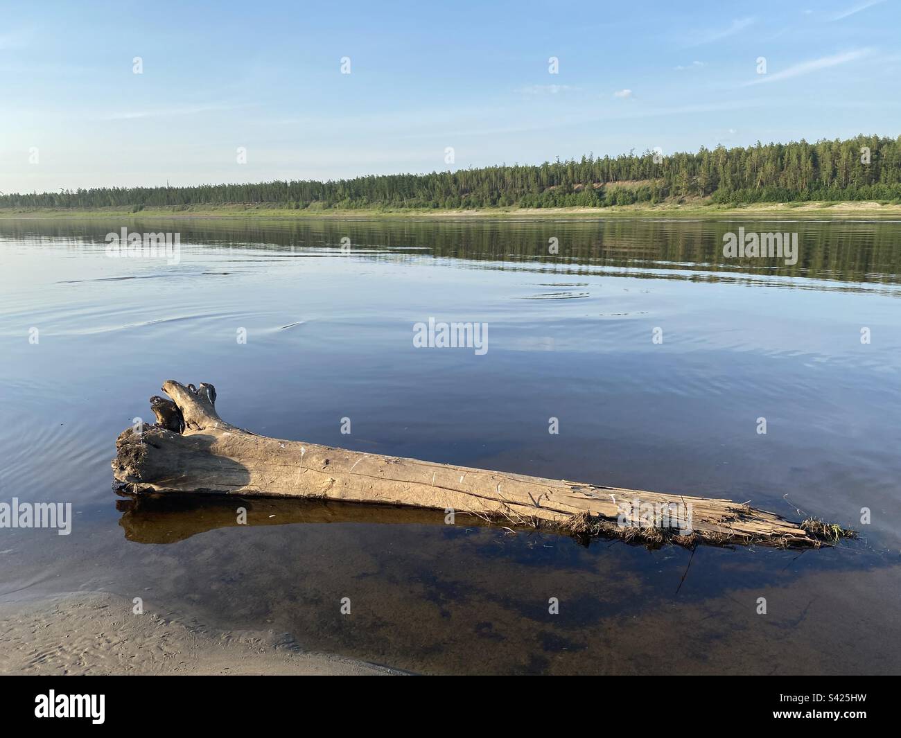 A dry log lies in the shallow water of the Vilyu River in clear water ...