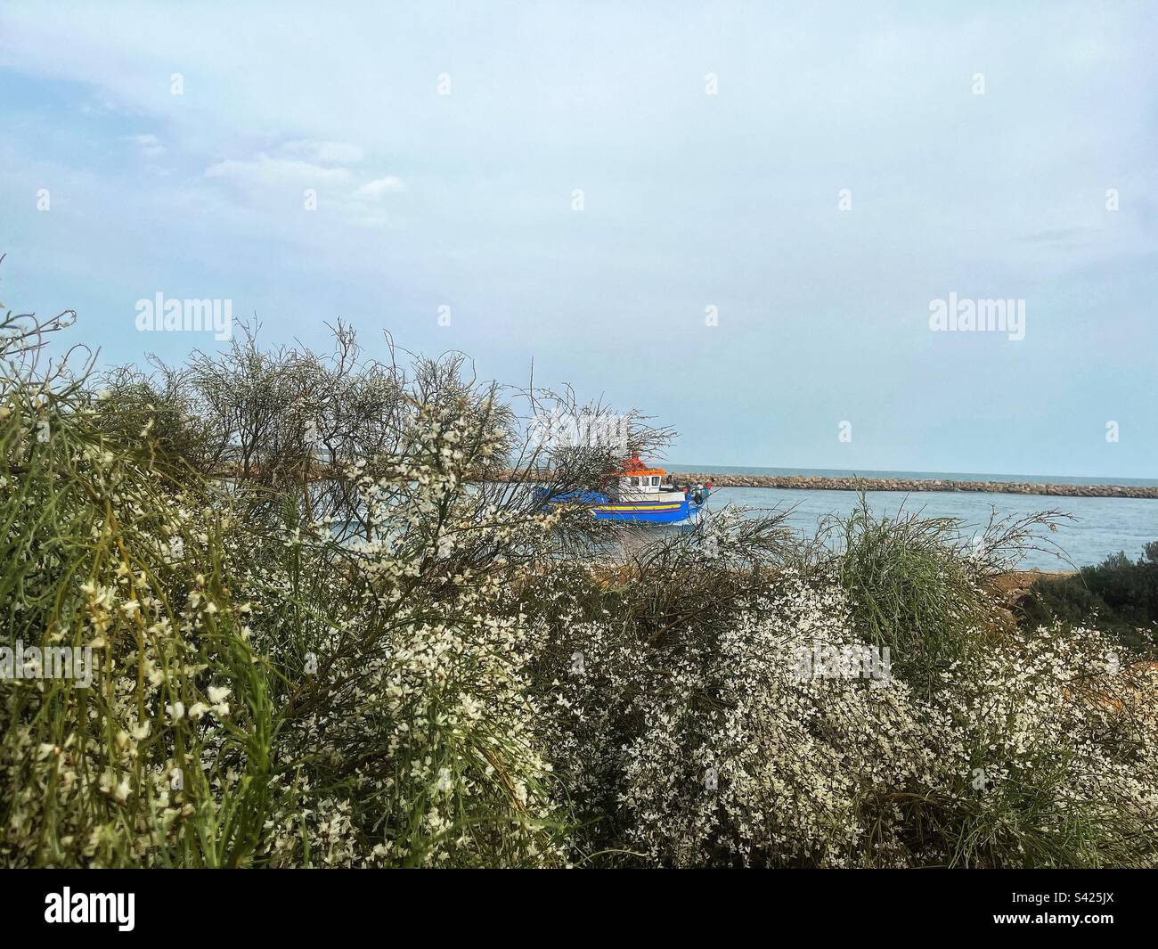 Retama monosperma, Bridal Veil Broom shrub on the coastline on Ilha de ...