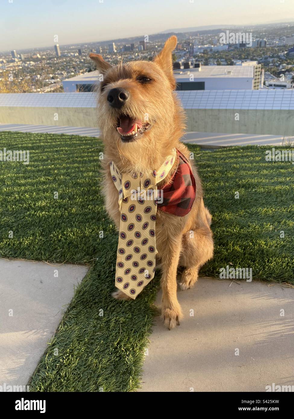 Working like a dog hi-res stock photography and images - Alamy