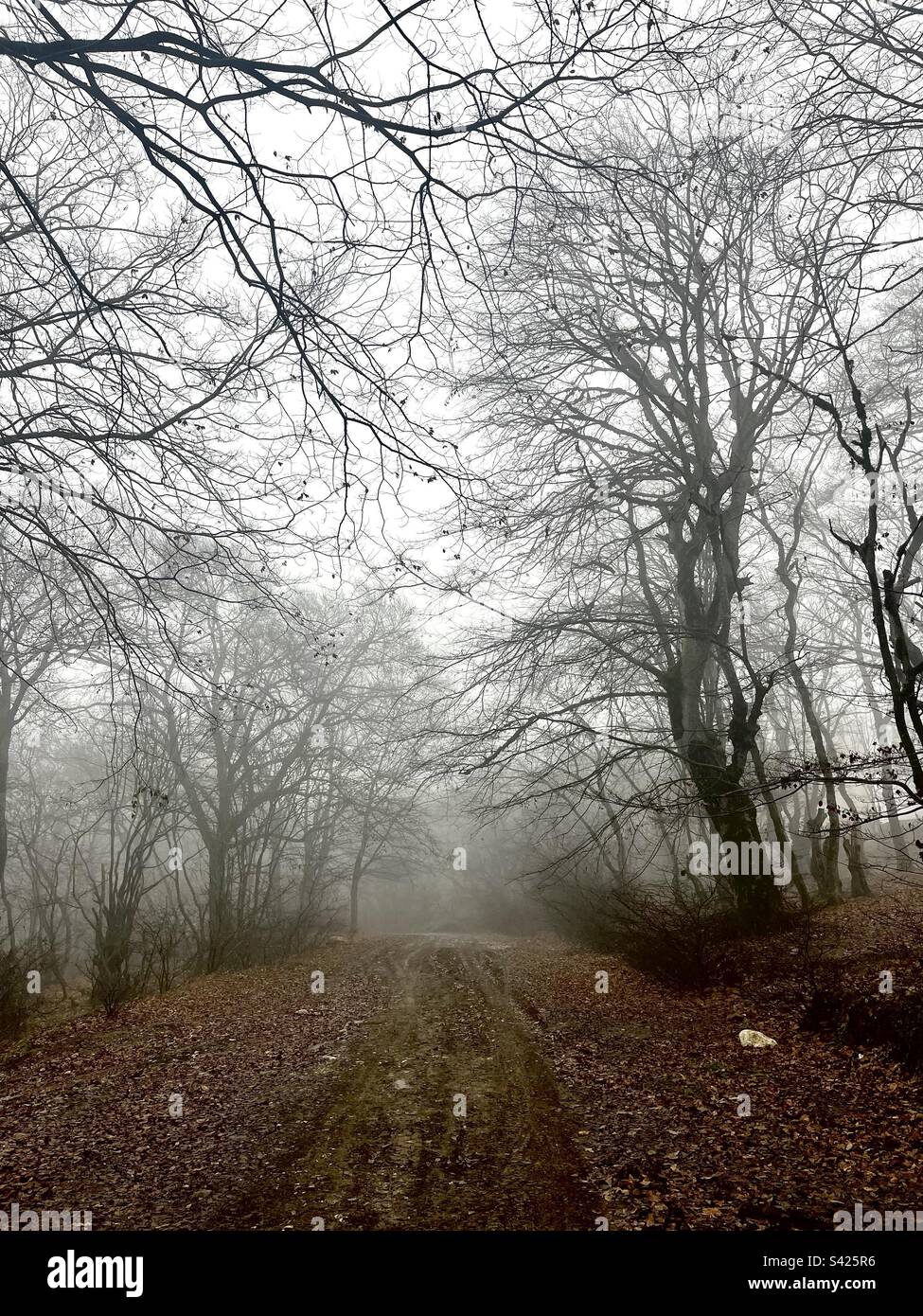 Beautiful jungle hi-res stock photography and images - Alamy