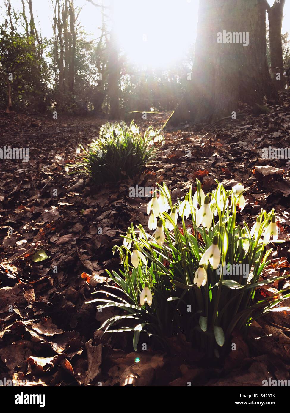 Snowdrops on the woodland floor Stock Photo - Alamy