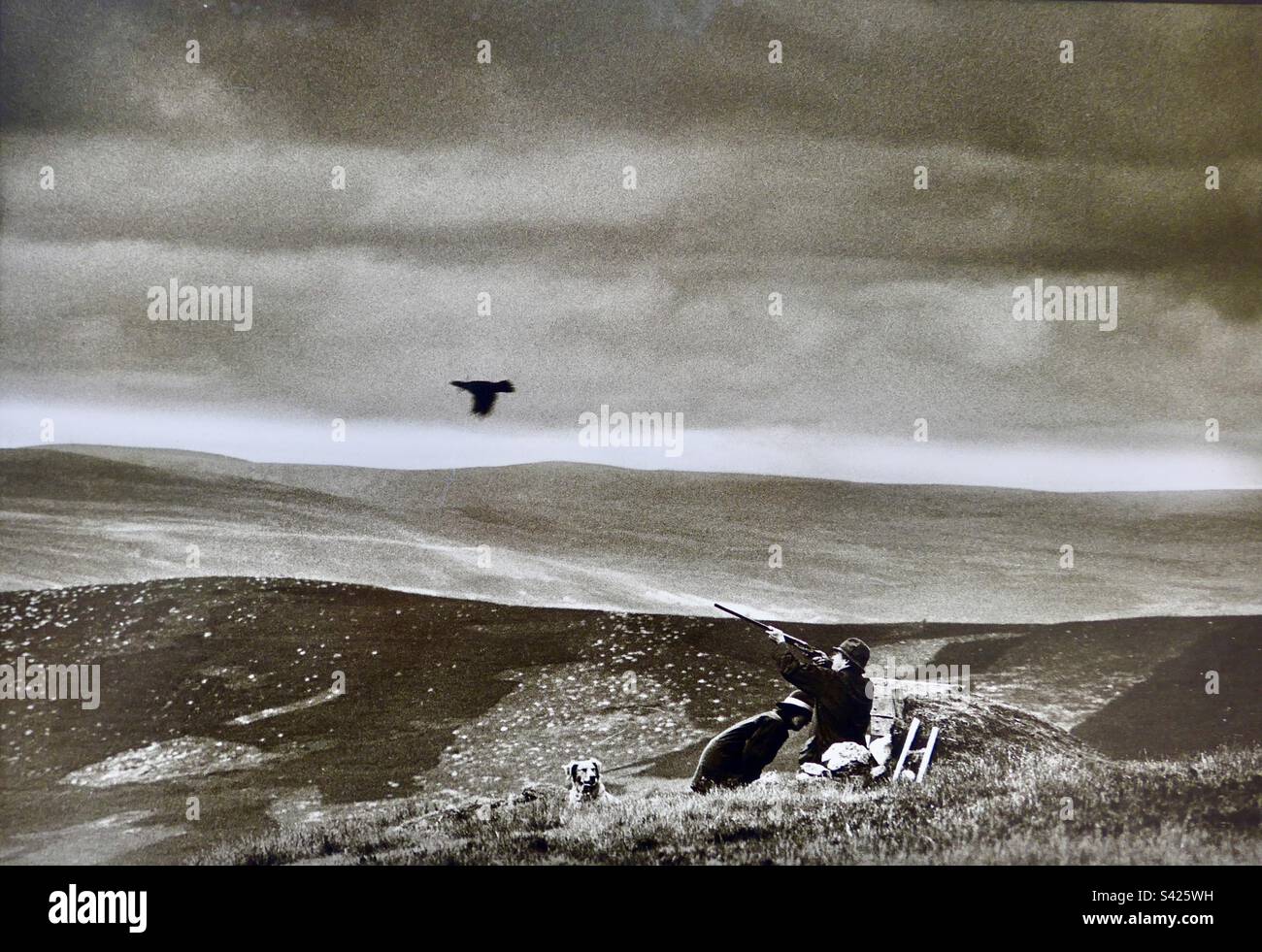 Pheasant shooting hi-res stock photography and images - Alamy