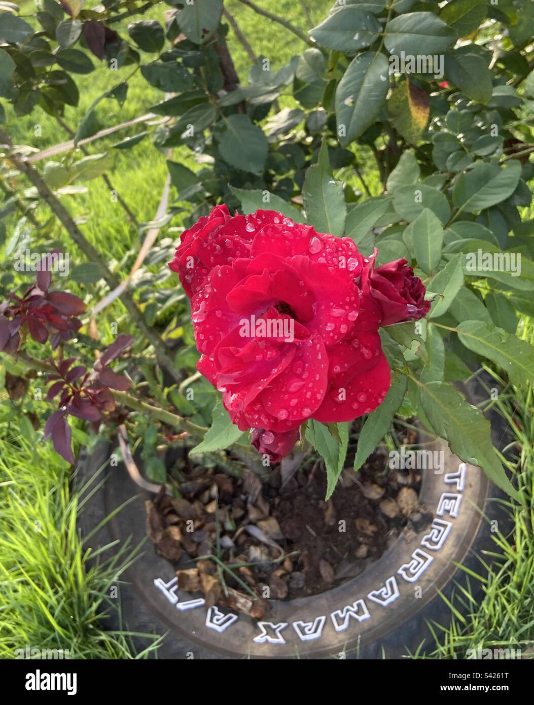 beautiful red rose Stock Photo - Alamy