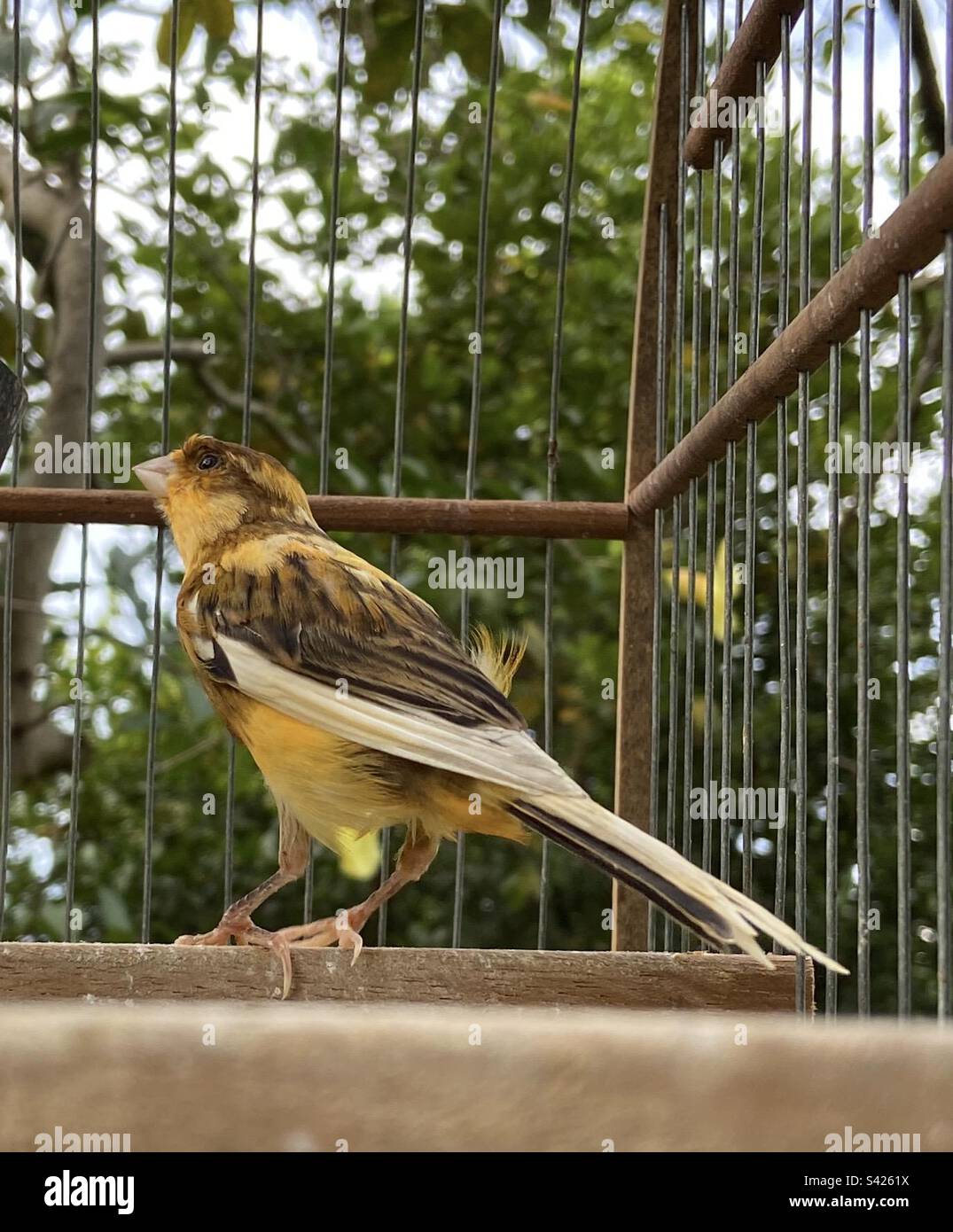 Canary fauna hi-res stock photography and images - Alamy