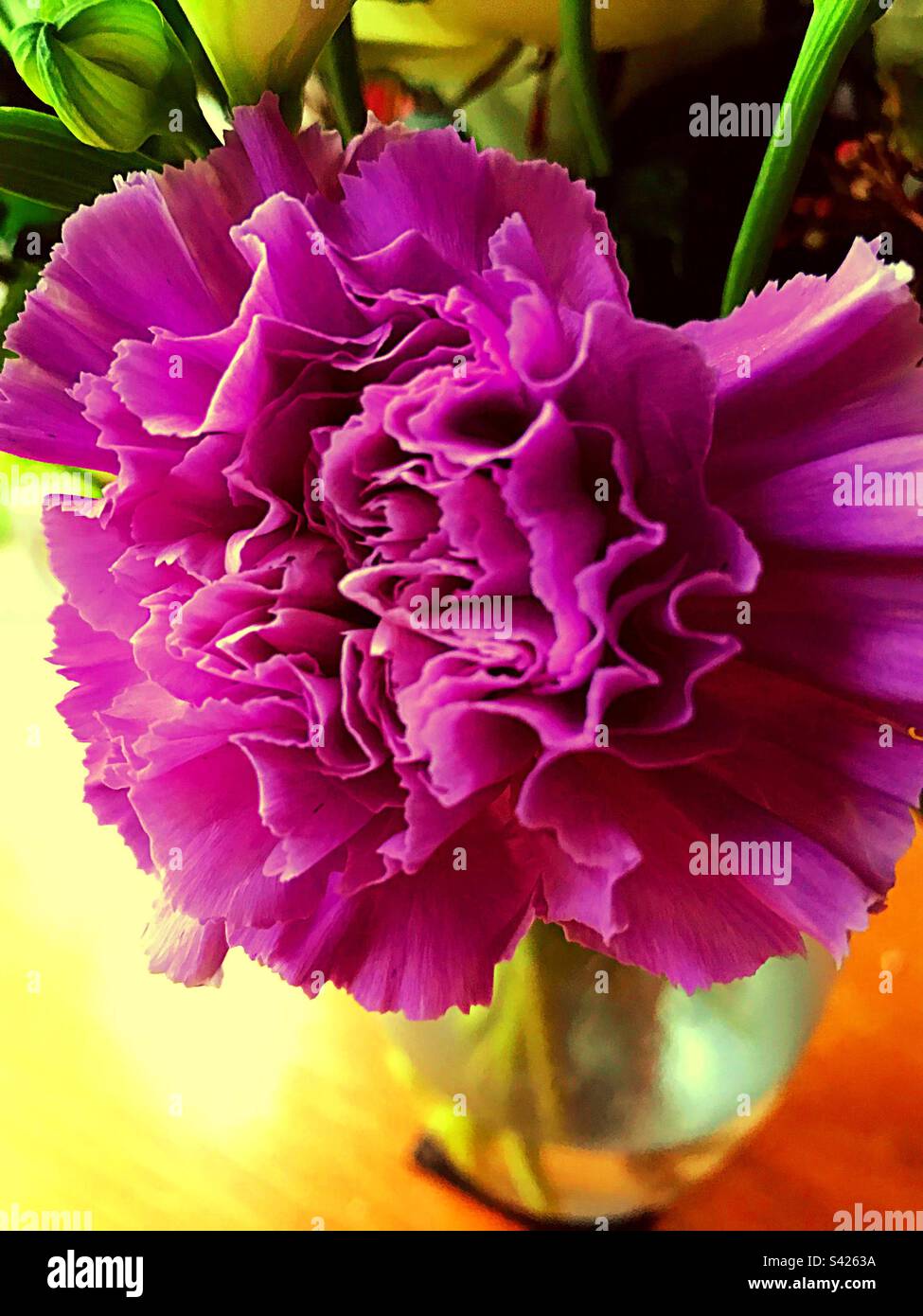 Carnations or Dianthus caryophyllus are bright flowers with a double ...