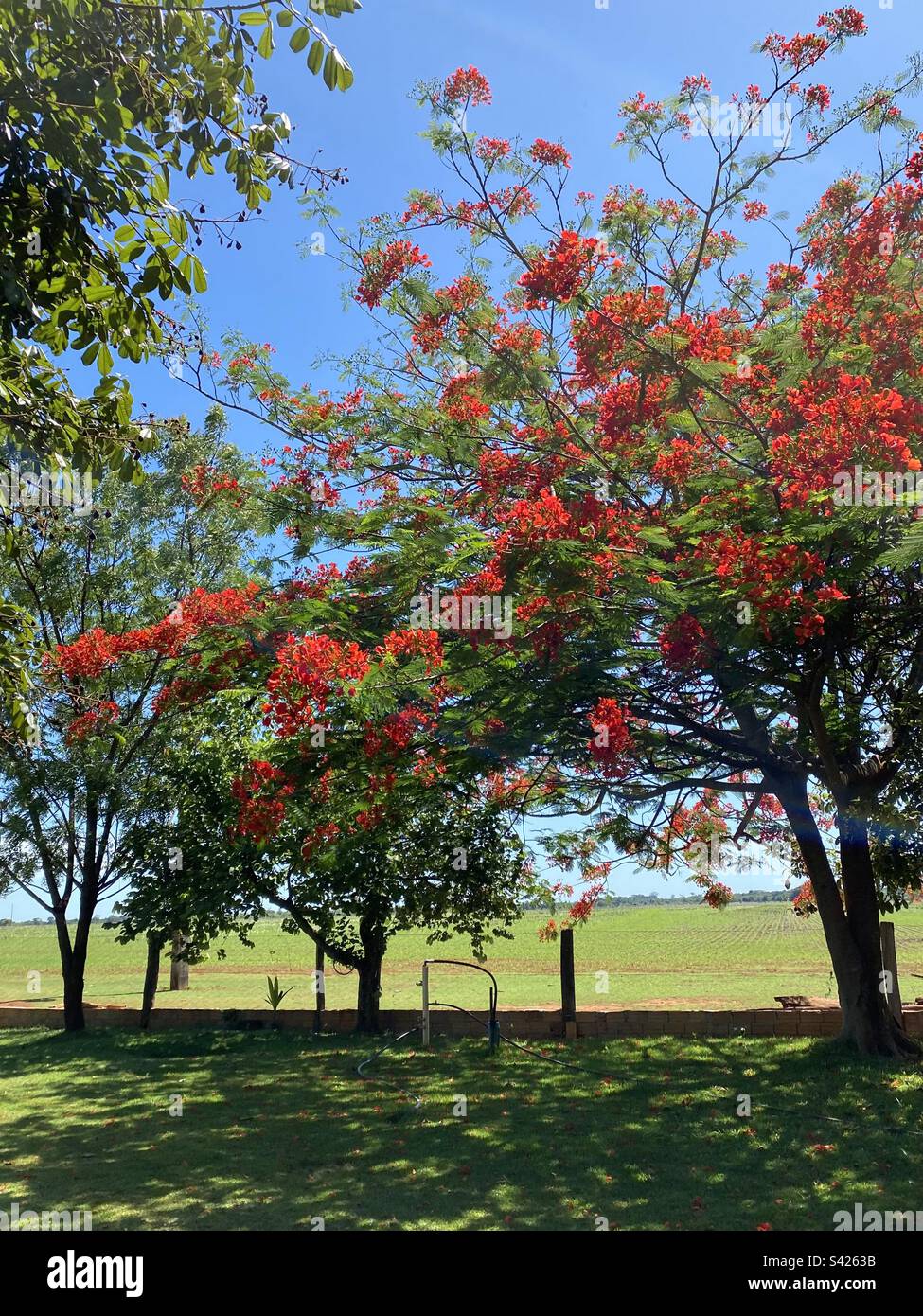 Flamboyant tree hi-res stock photography and images - Alamy