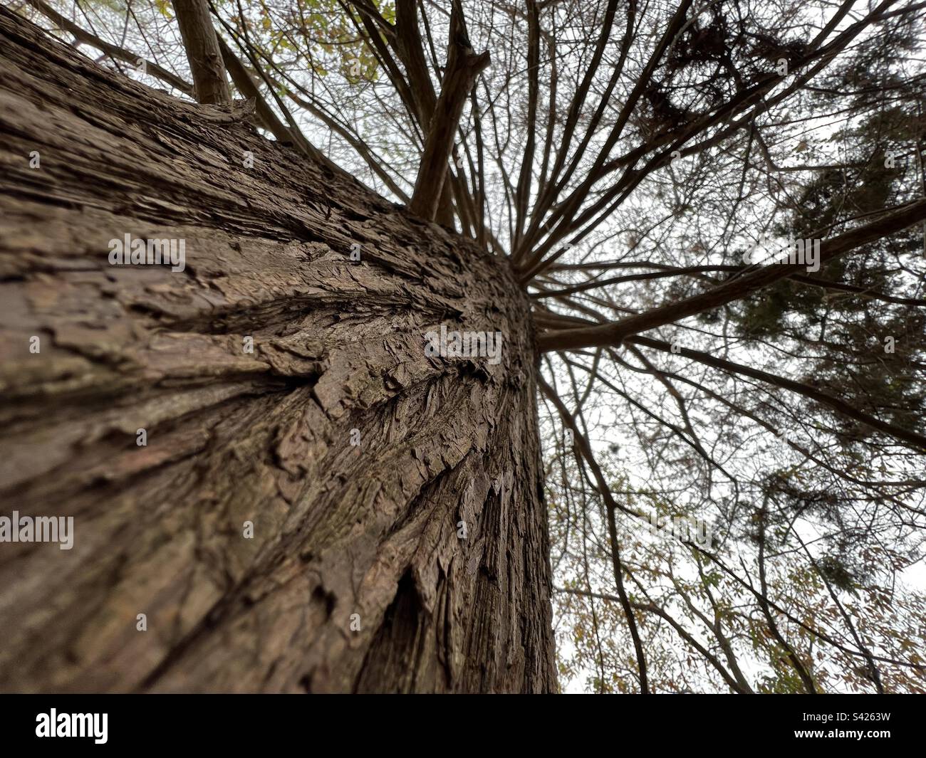 Tree seen from below hi-res stock photography and images - Alamy