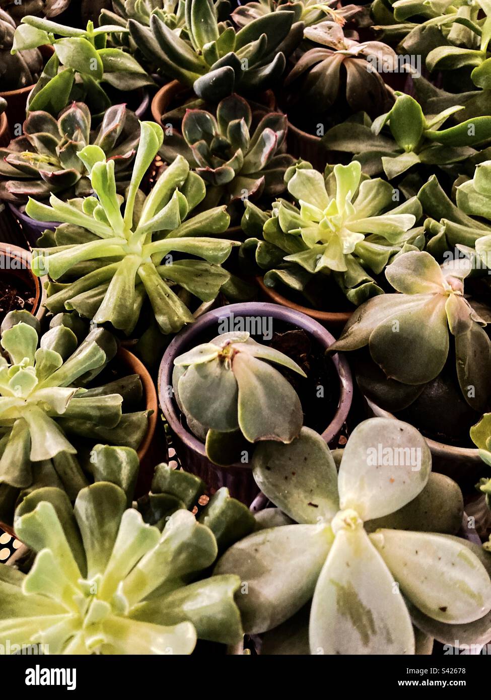 Aeonium, also known as the tree houseleek Stock Photo - Alamy