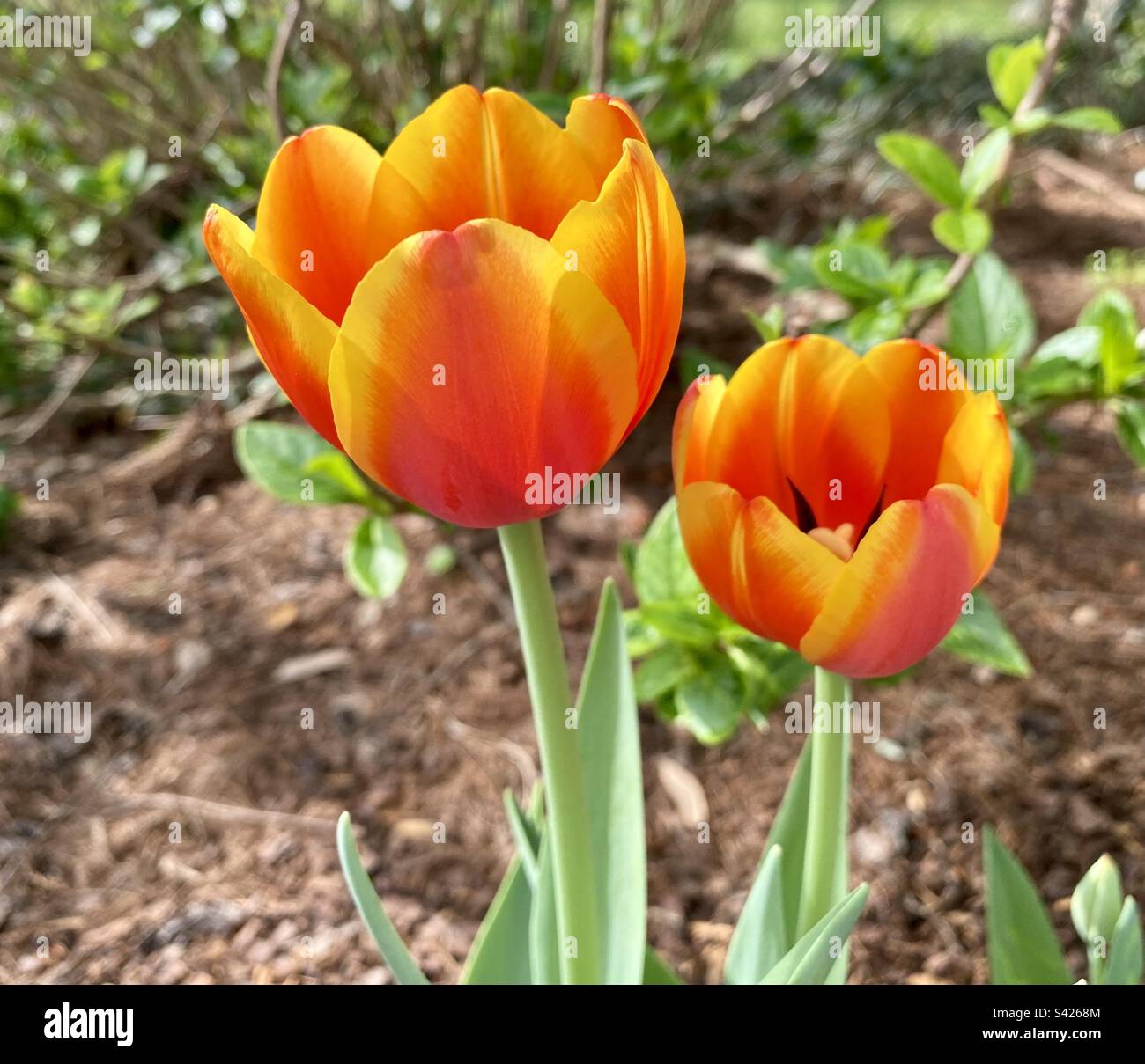 Spring beauties hi-res stock photography and images - Alamy