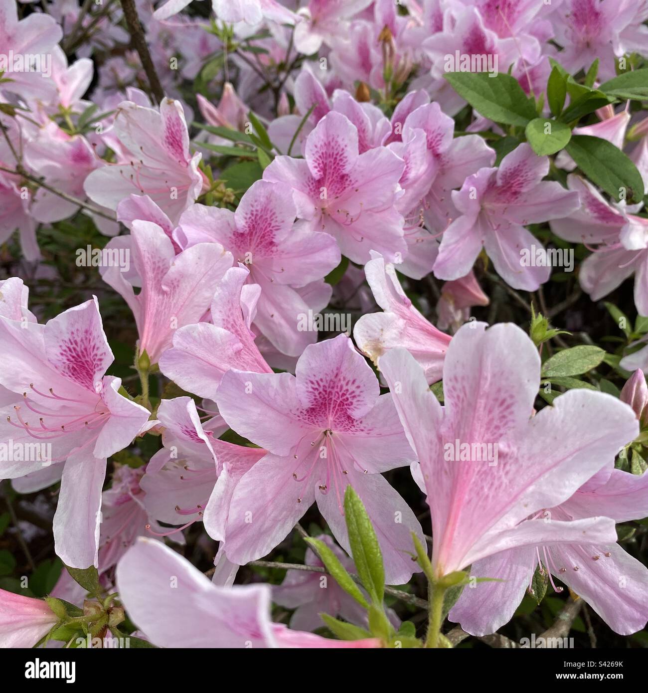 Spring beauties hi-res stock photography and images - Alamy