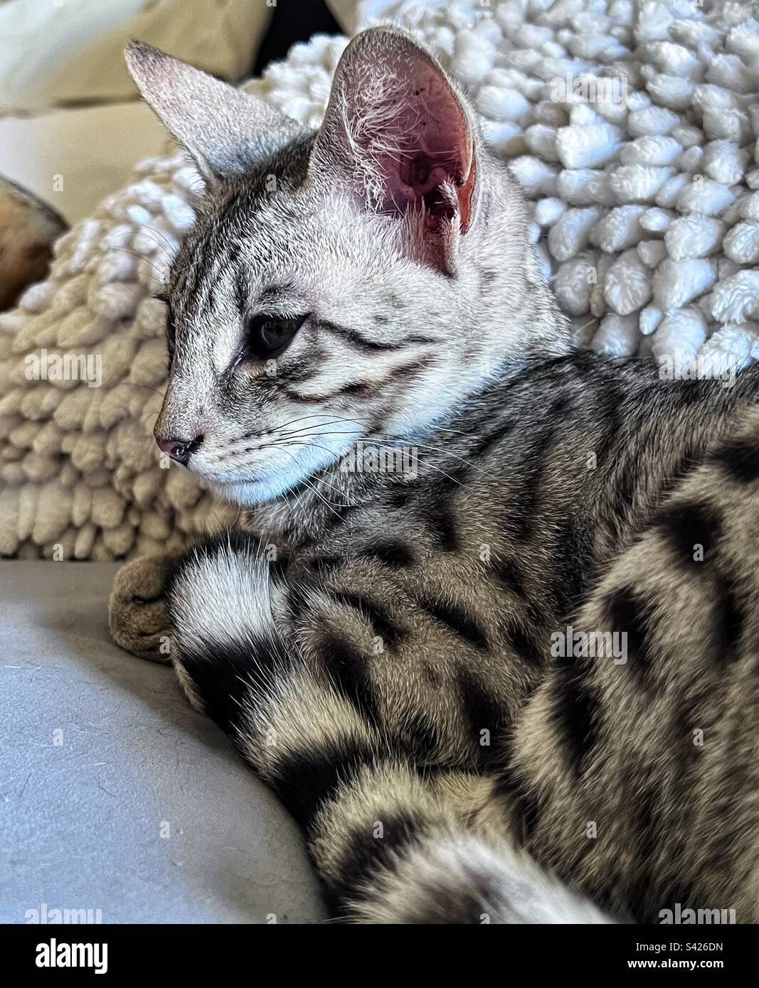 F3 Savannah Cat