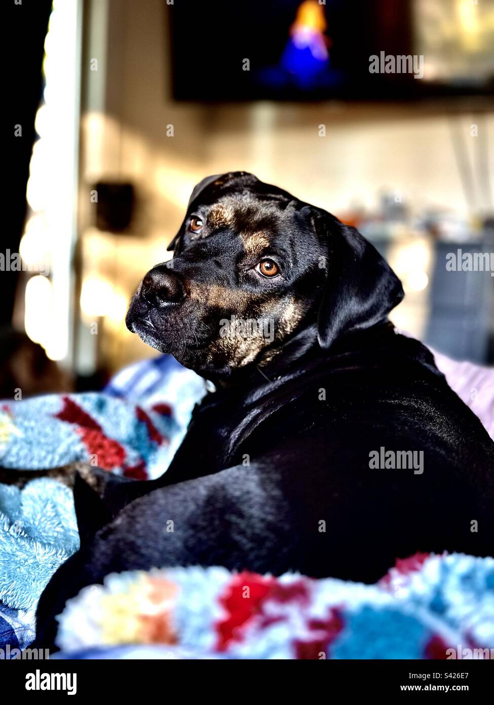Rotty hi-res stock photography and images - Alamy