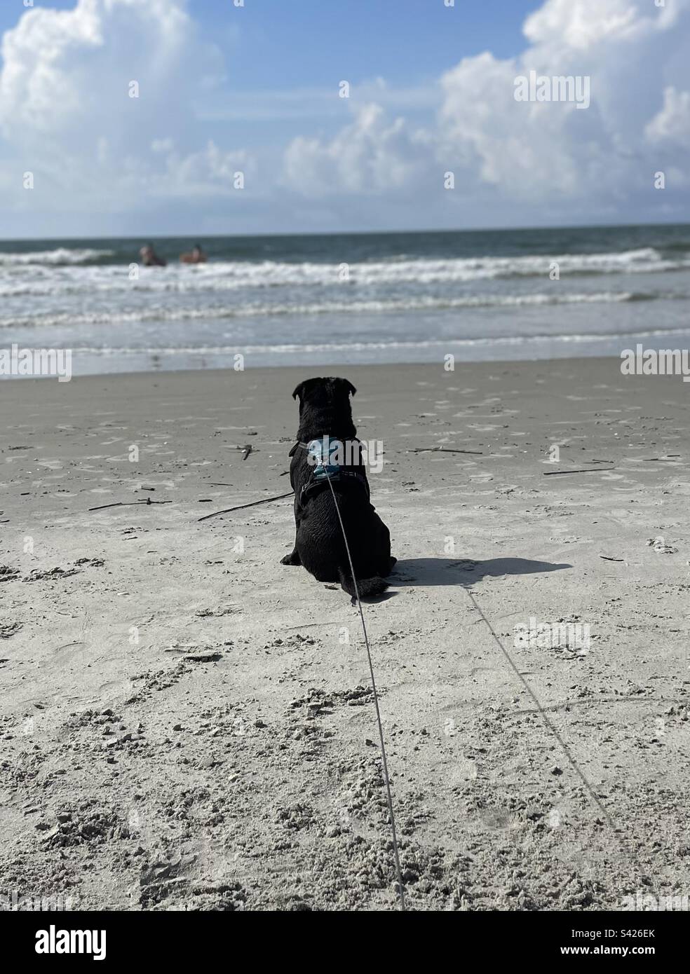 Dog waiting for person hi-res stock photography and images - Alamy