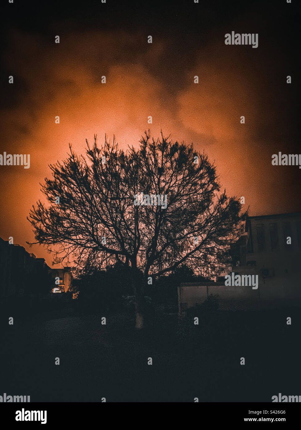 Horror black tree hi-res stock photography and images - Alamy