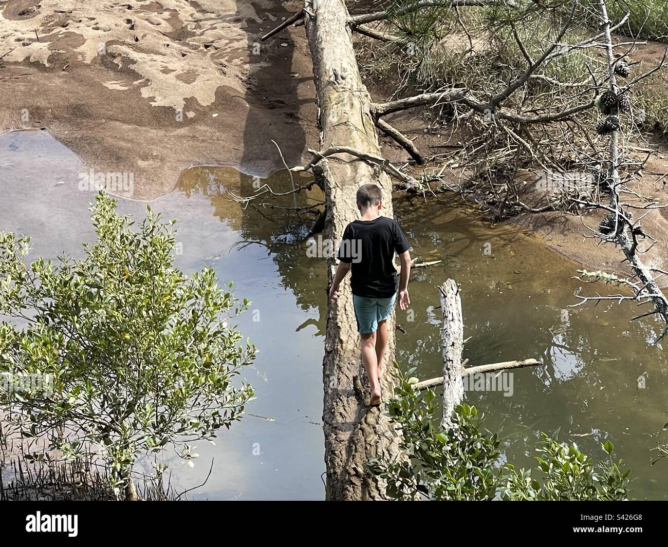Tree balancing hi-res stock photography and images - Alamy