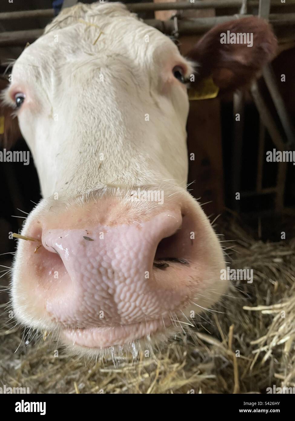 Cow nostrils hi-res stock photography and images - Alamy