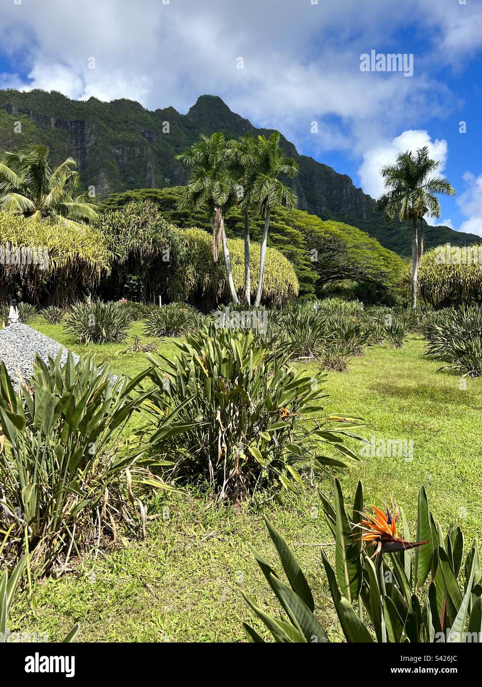 Hawaiian greenery hi-res stock photography and images - Alamy