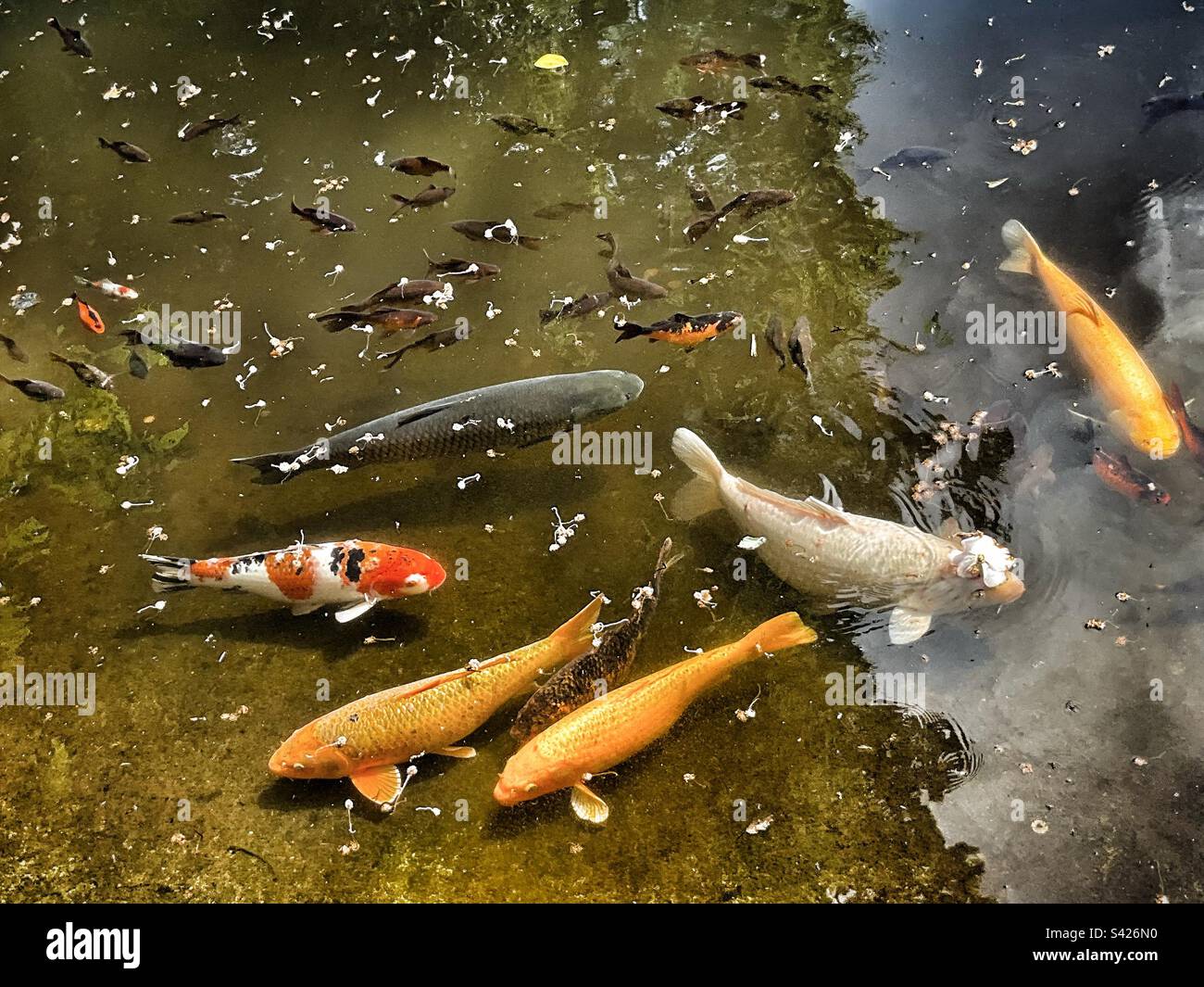 Gold fish in pond hi-res stock photography and images - Alamy