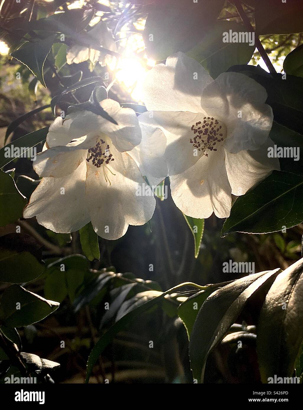 White. Flowers, beauty, spring, forest, garden,green,light Stock Photo ...
