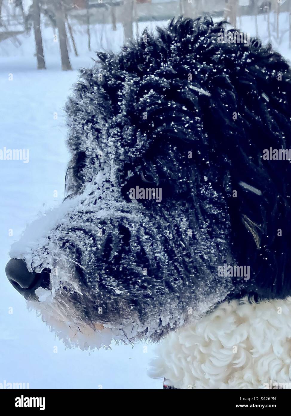 Snow covered Bernedoodle poses for a profile shot Stock Photo - Alamy