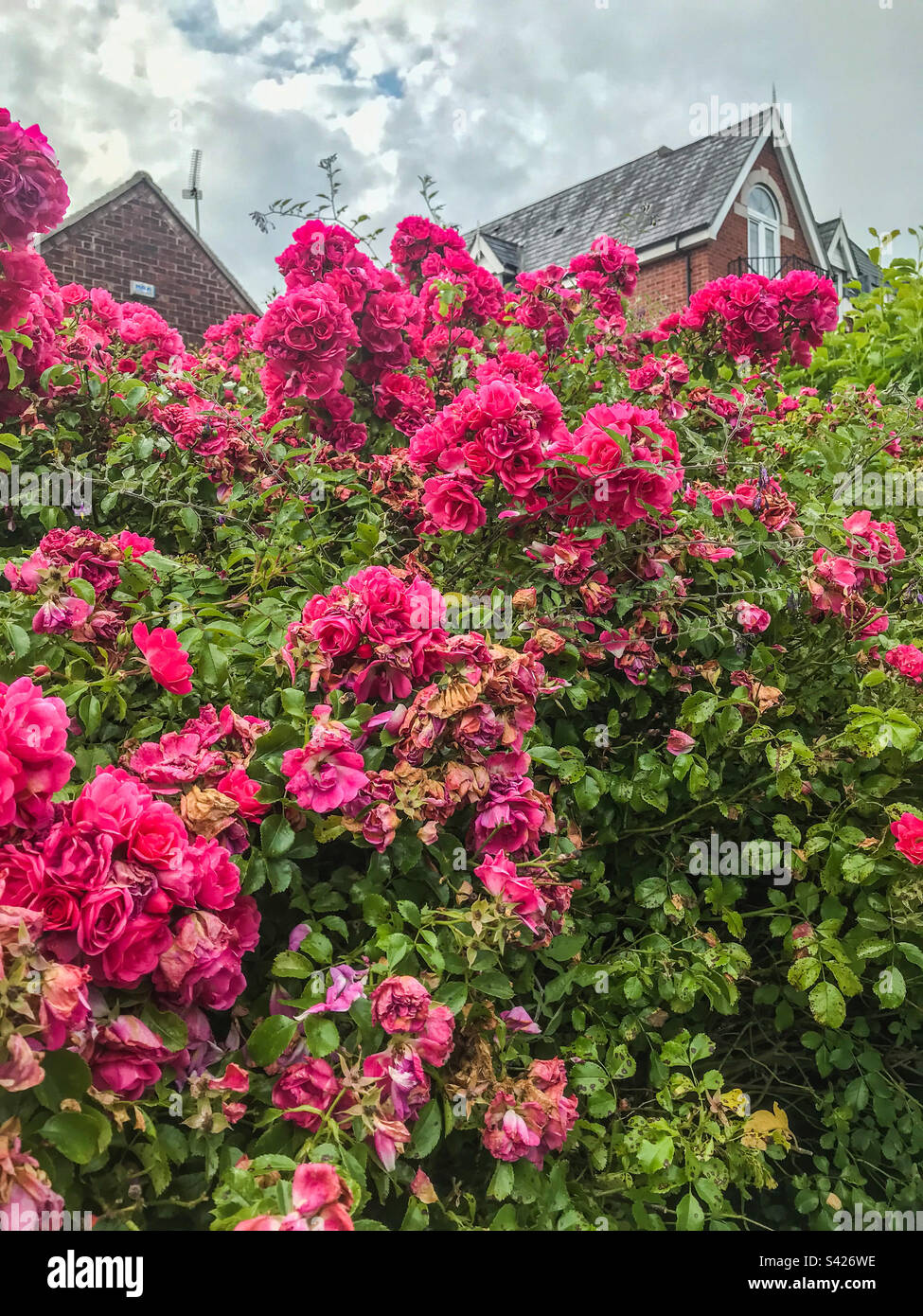 Pink flower bush Stock Photo - Alamy