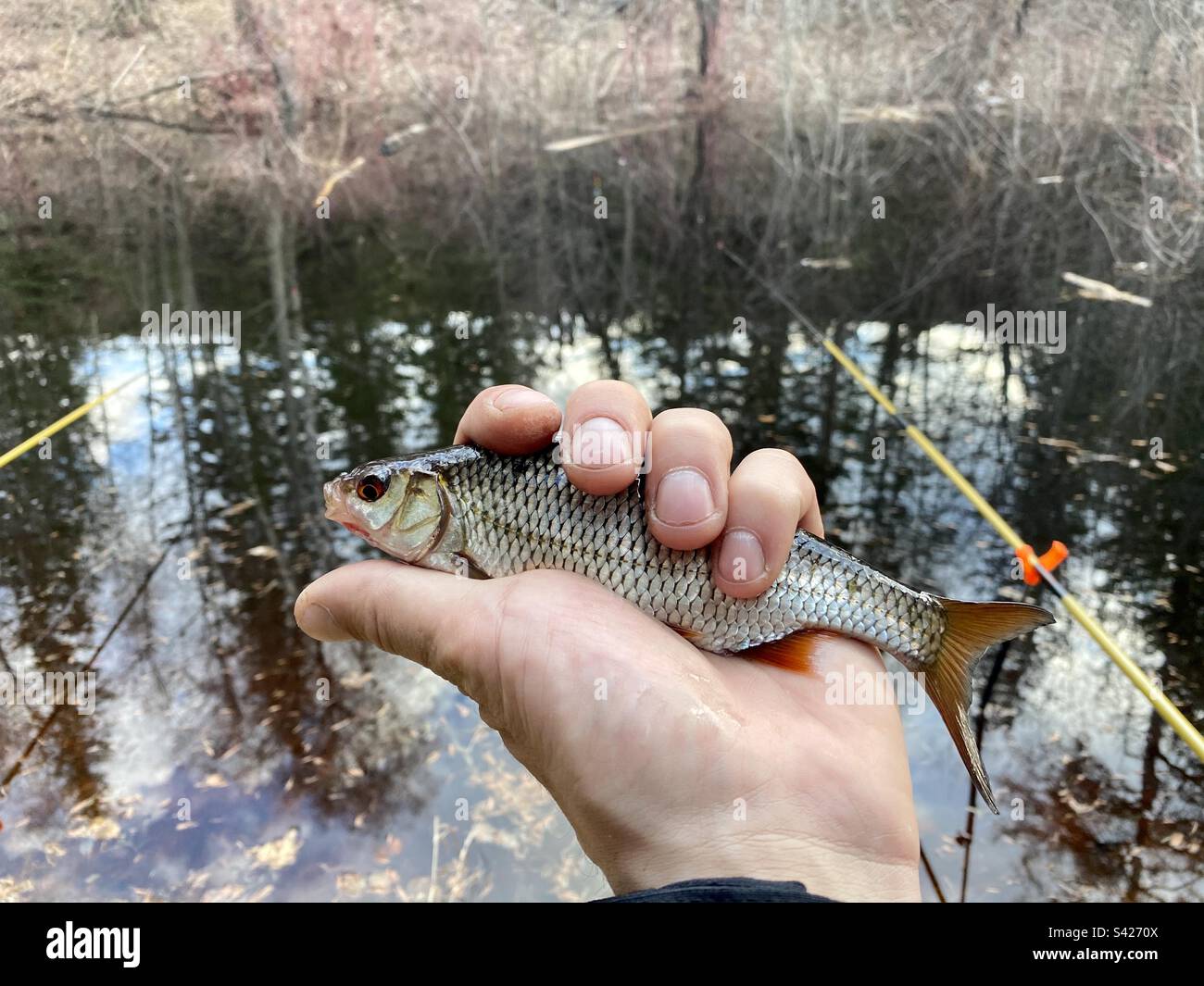 The hand of the angler holds the caught fish of the spruce against the ...