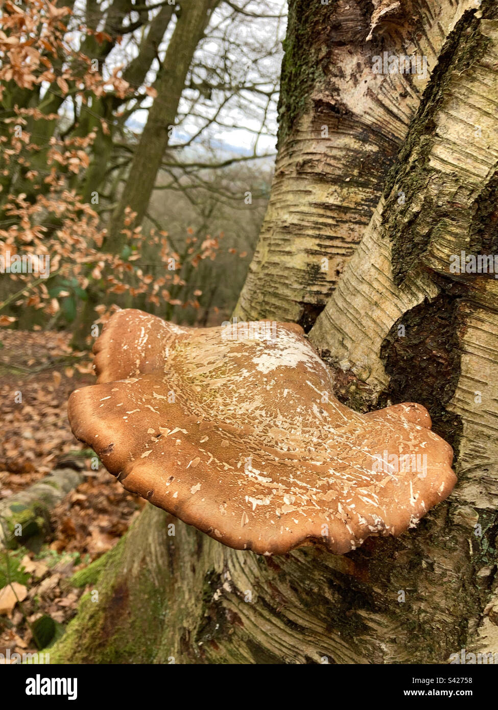 Fungus on a birch tree Stock Photo - Alamy