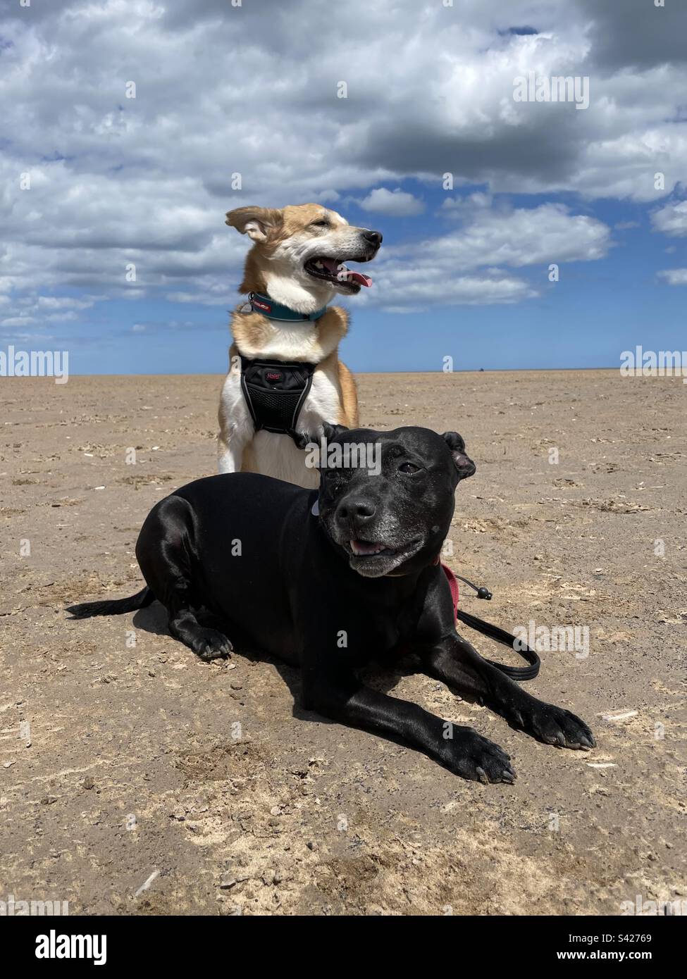 Two dogs chilling hi-res stock photography and images - Alamy