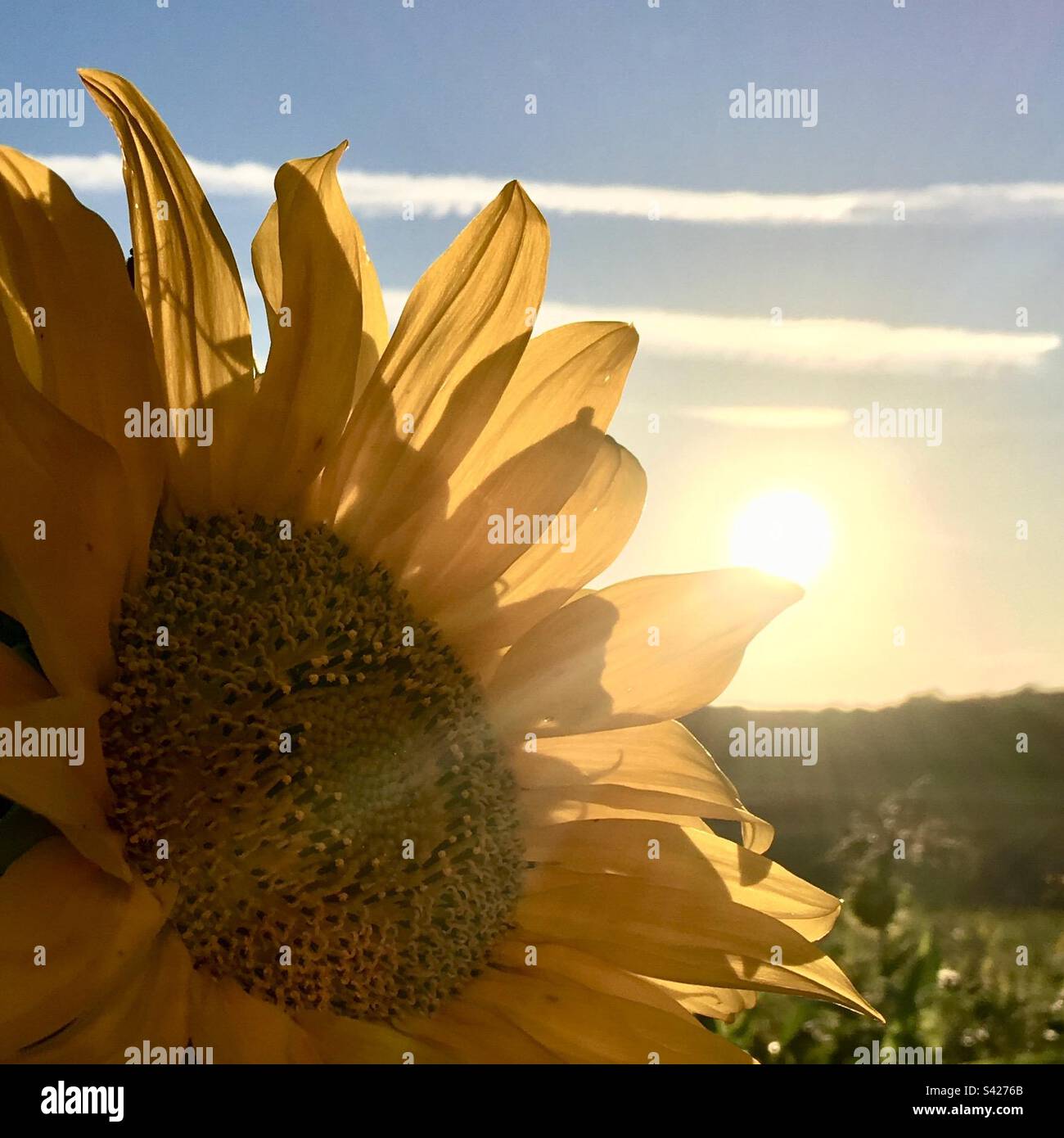 Sunny sunflower hi-res stock photography and images - Alamy